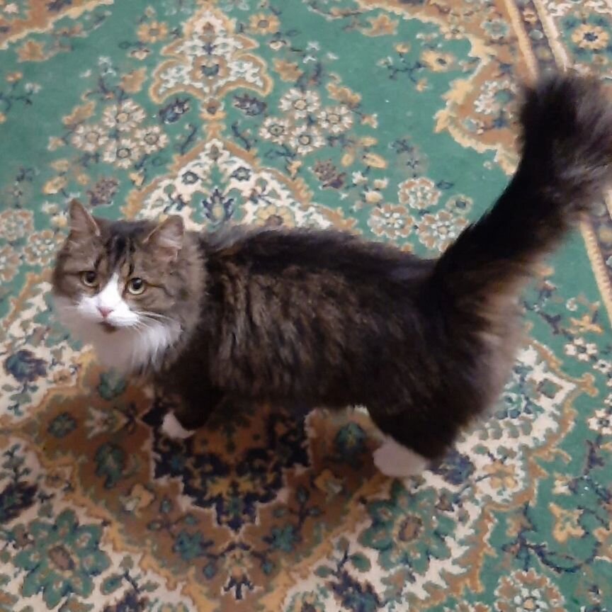 Кошка липучка