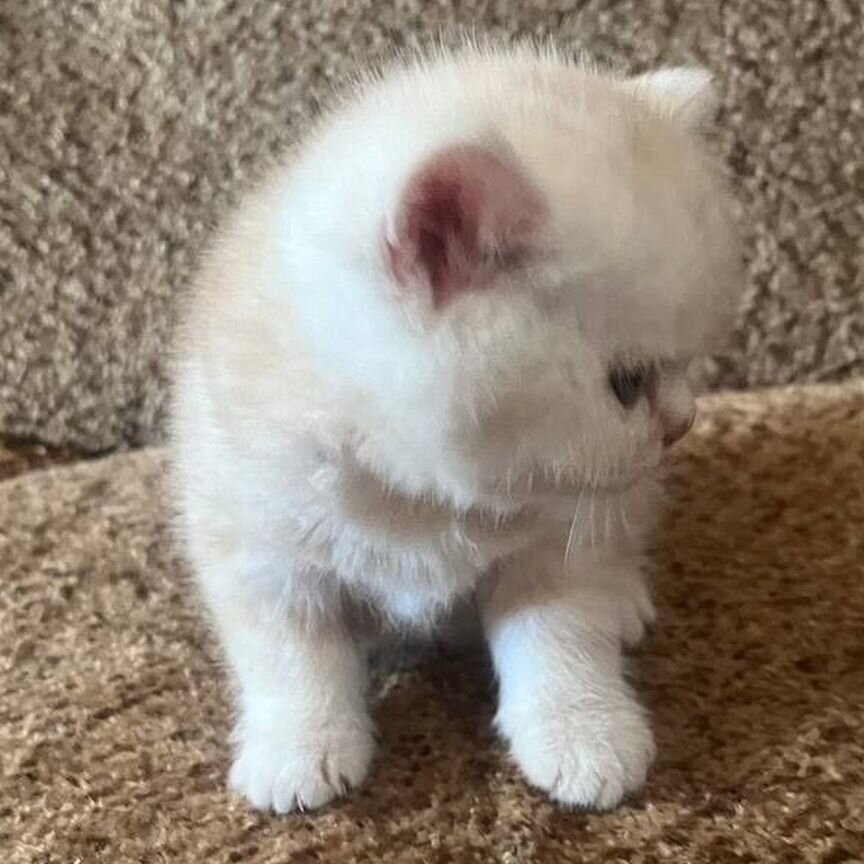 Шотландский вислоухий короткошёрстный котёнок