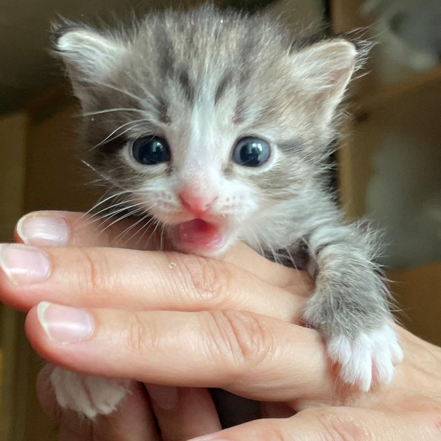 Котенок мальчик
