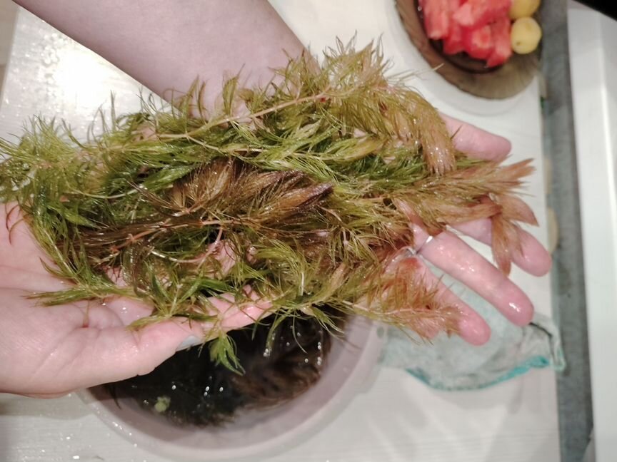 Аквариумные растения