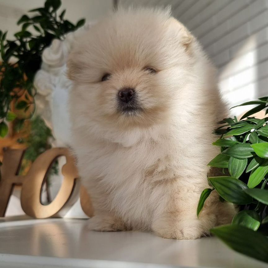 Померанский шпиц девочка супер медведь