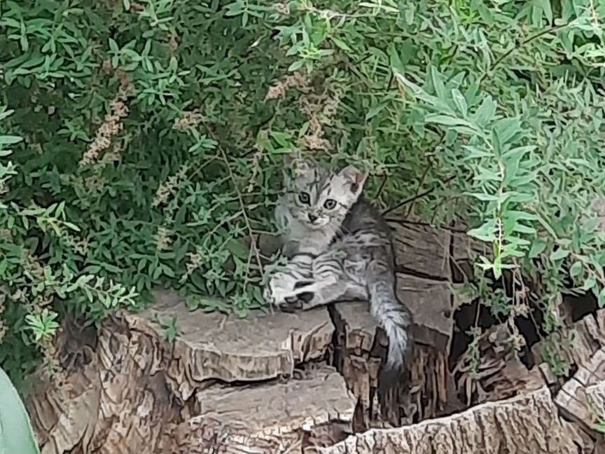 Котята в добрые руки бесплатно