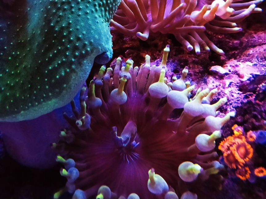 Актиния квадриколор