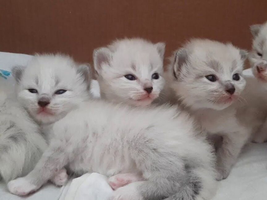 Тайские котятки редкого окраса