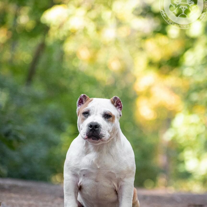 Щенок Американский булли