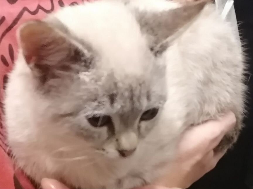 Кошка в дар бесплатно