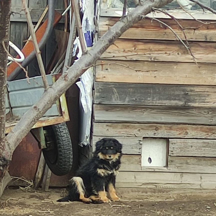 Щенок в добрые руки