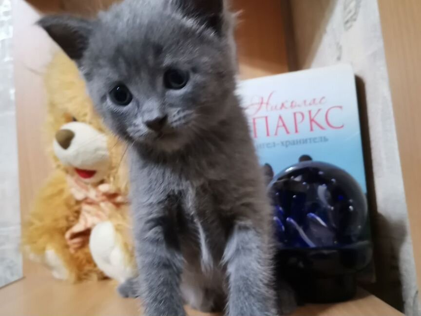 Шотландские котята