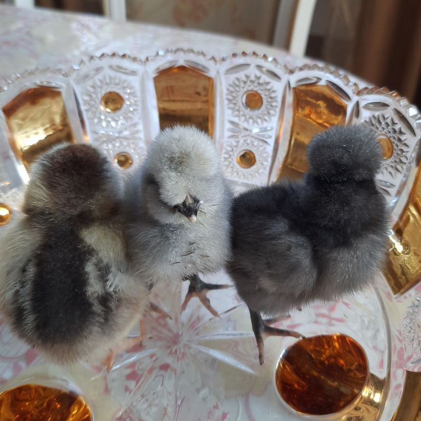 Цыплята хохлатые домашние