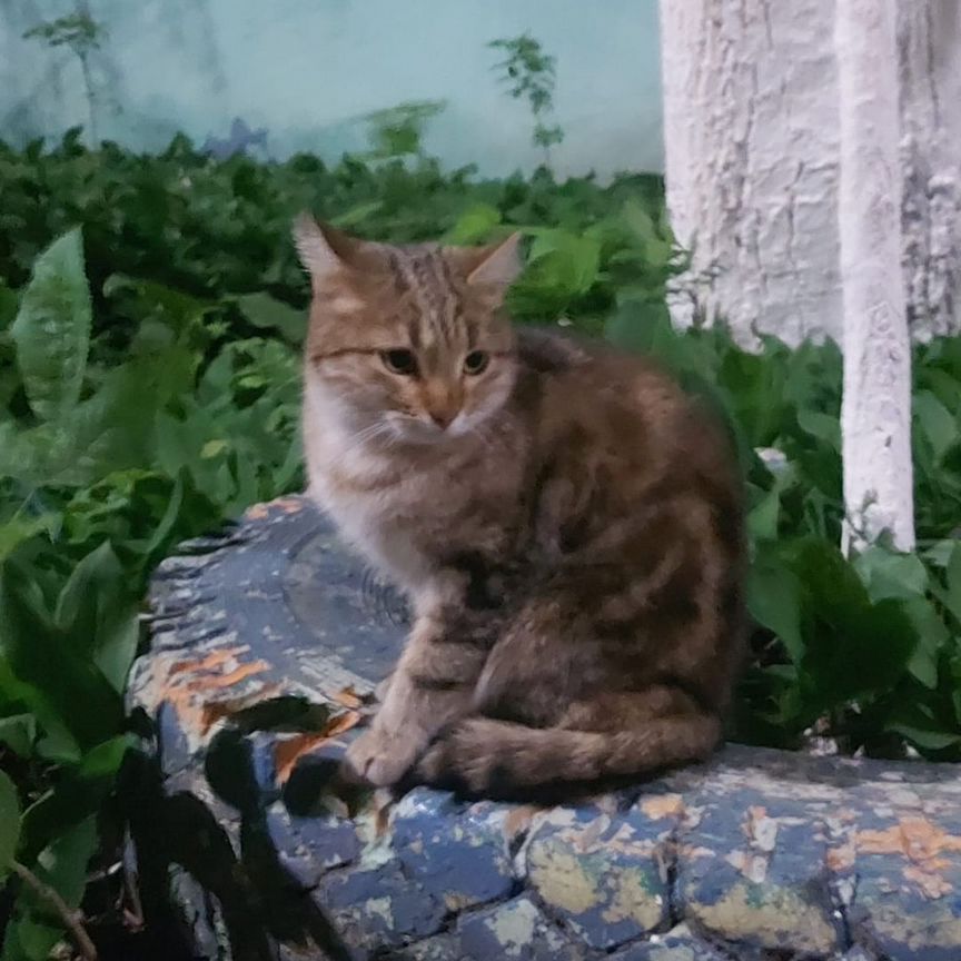 Бросили домашнюю кошку на улице