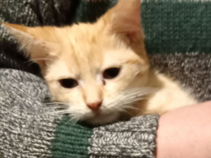 Вывезенные из под обстрелов