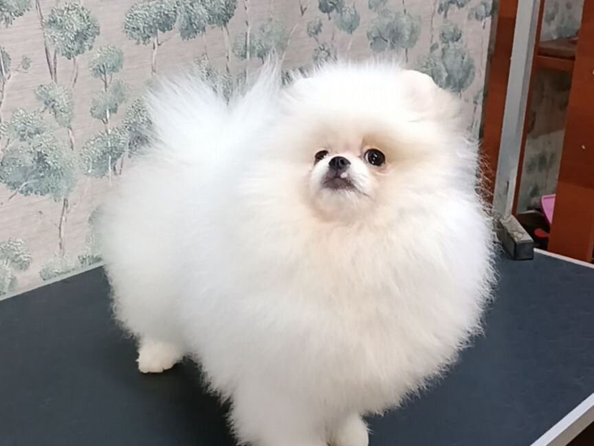 Померанский шпиц