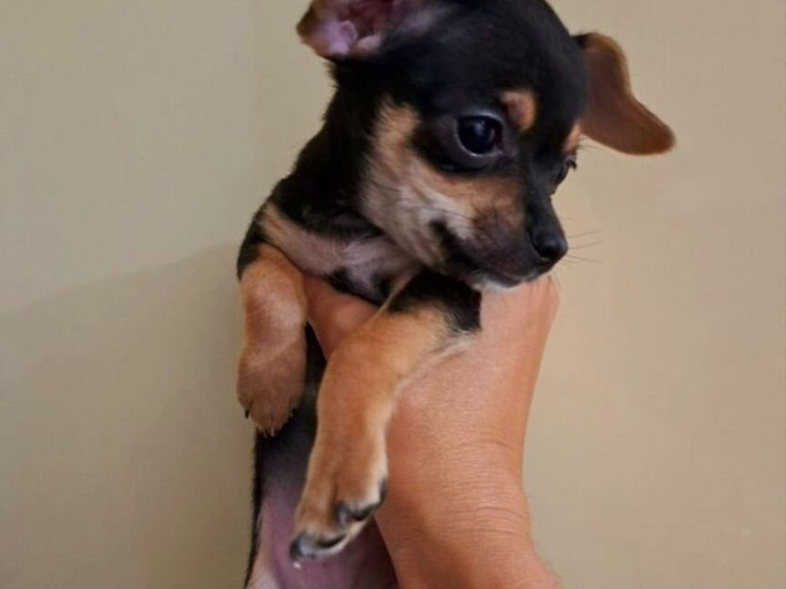 Той. Миник. Том