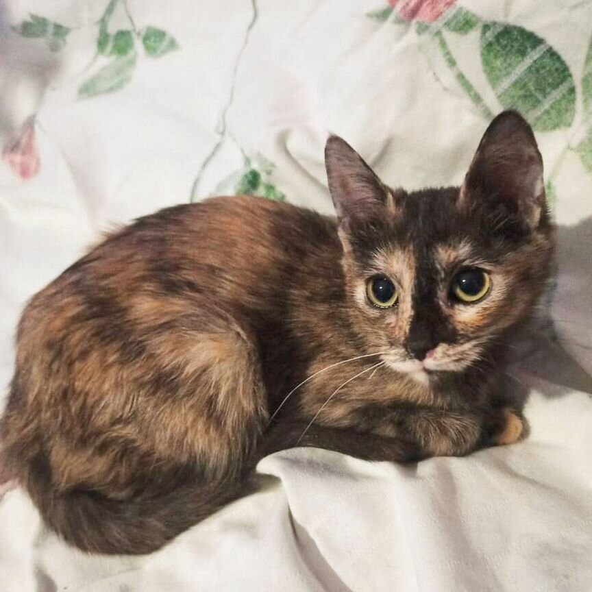 Котенок Жасмин