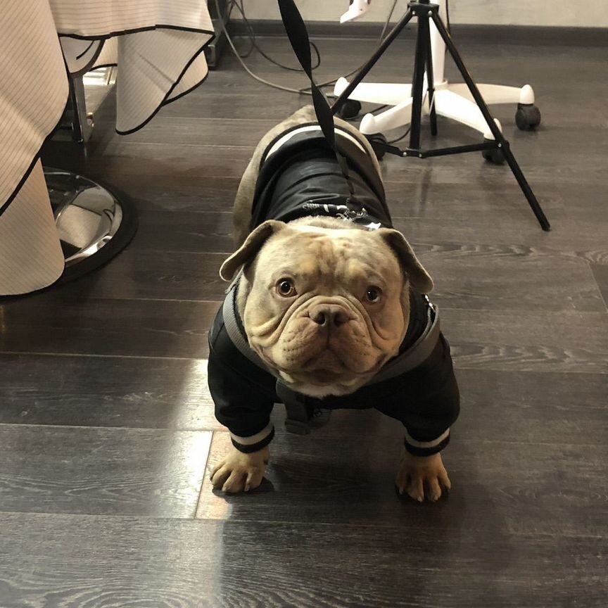 Американский булли мини покет