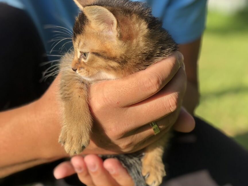 Котята чаузи