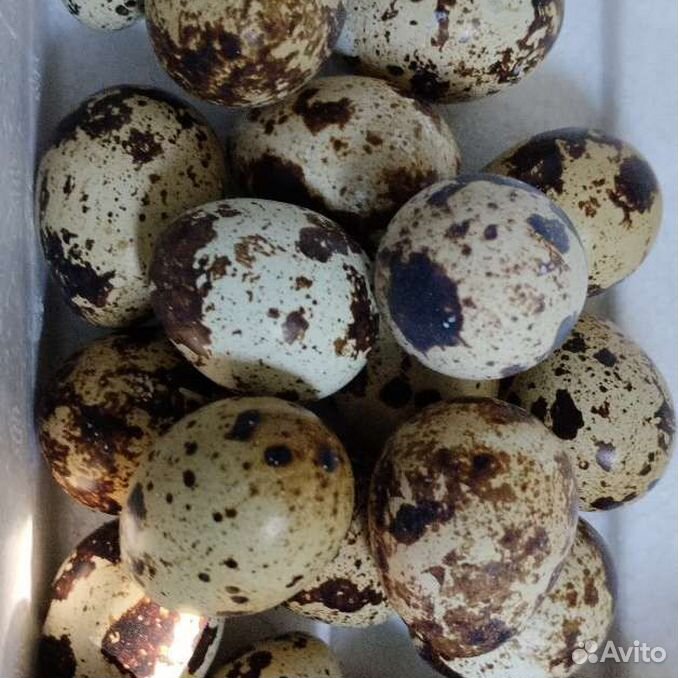 Перепелята и яйца на инкубацию