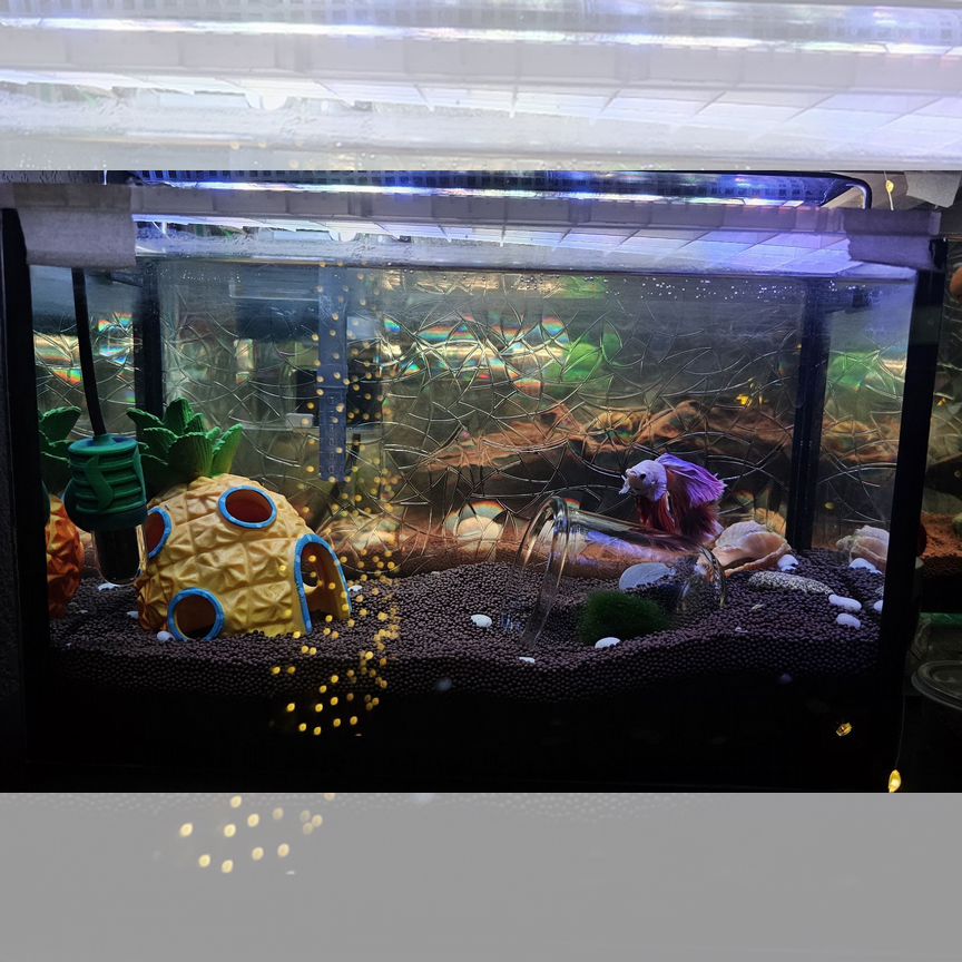 Аквариум с петушком