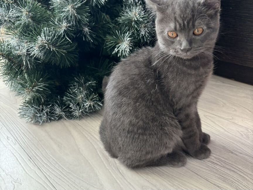 Британские котята