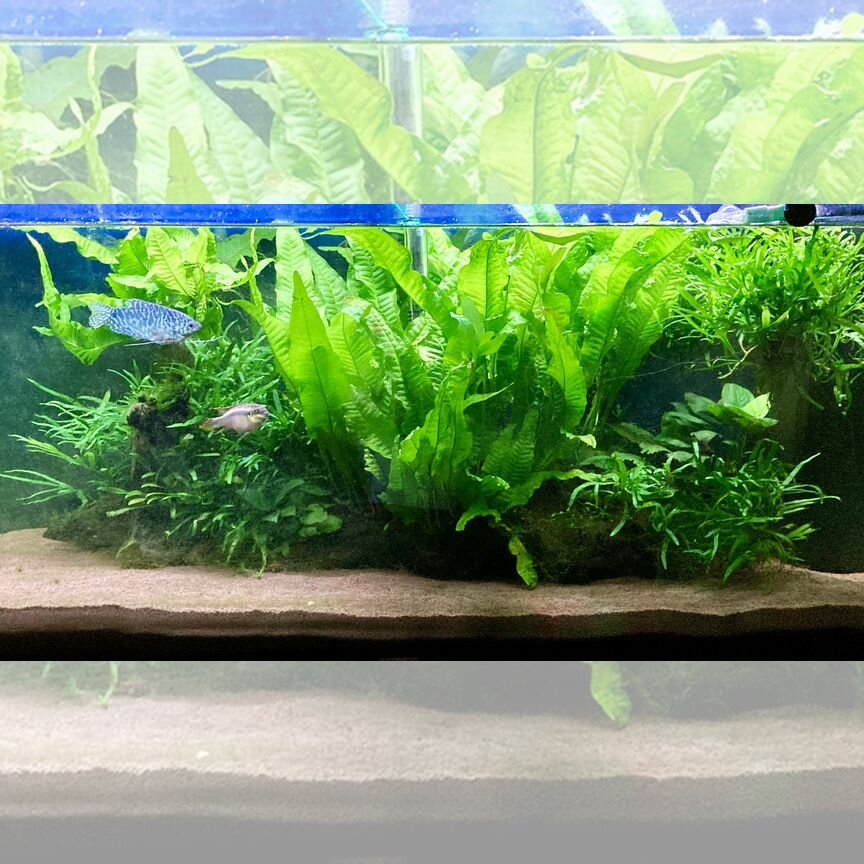 Аквариум с тумбой juwel