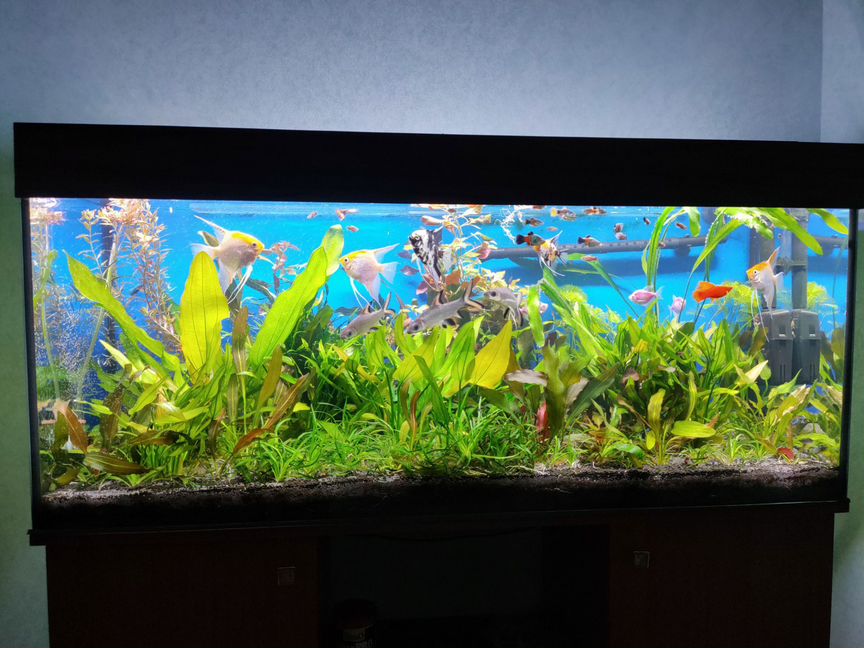 Аквариумные растения