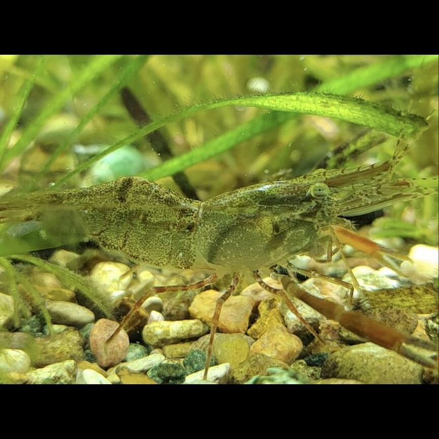 Макробрахиумы большие креветки