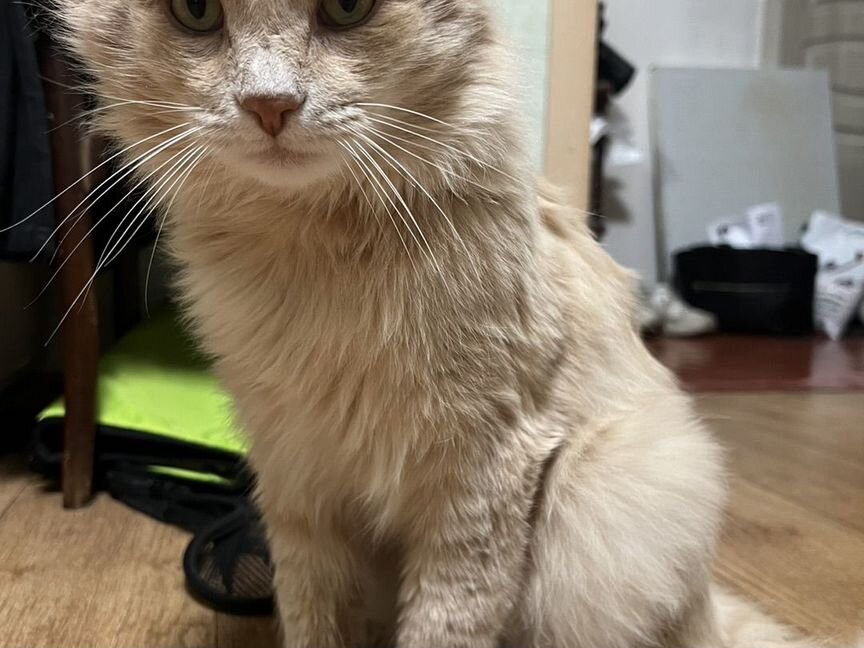 Котик в добрые руки