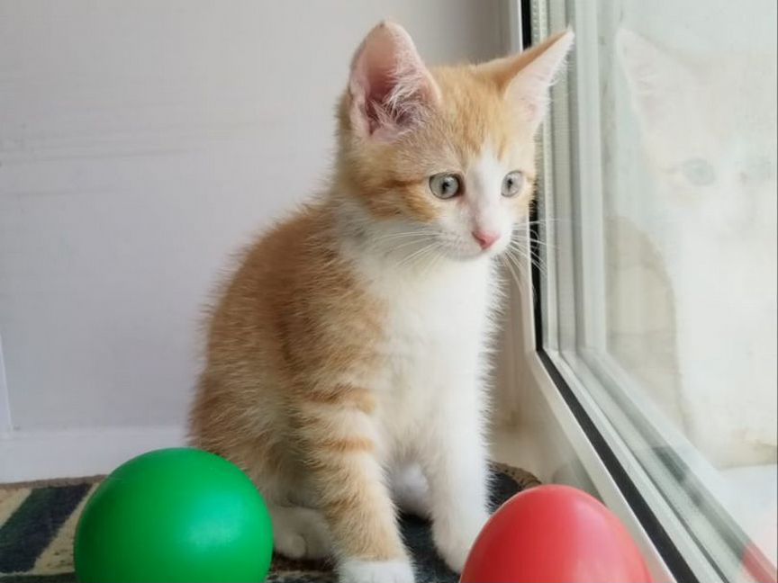 Рыжие котята бесплатно