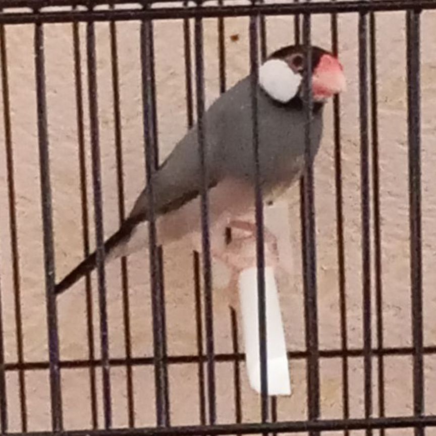 Рисовые амадины