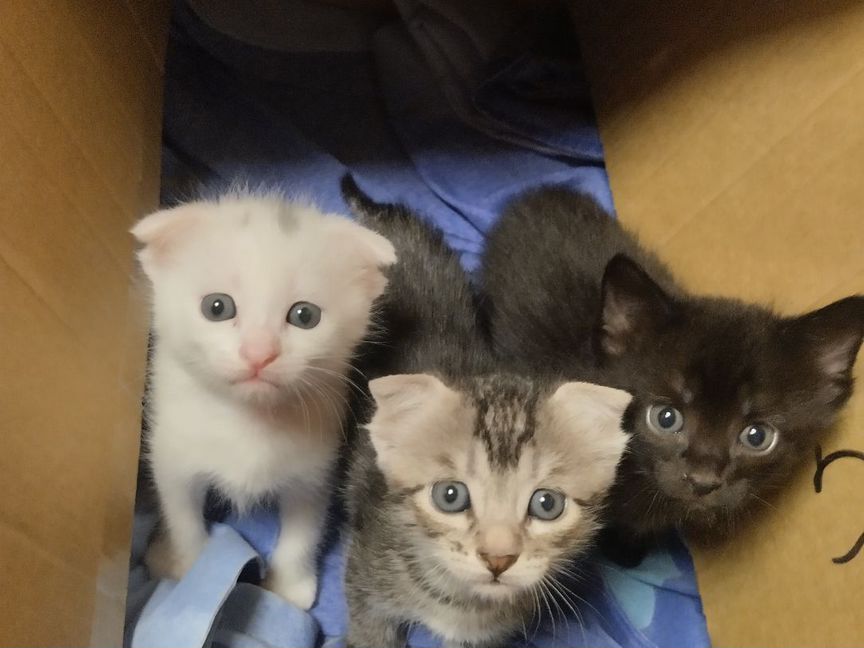 Шотландская вислоухая кошка