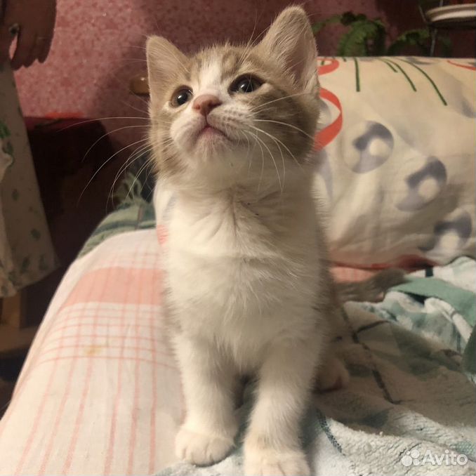 Ласковые котятки,отлам в добрые ручки)