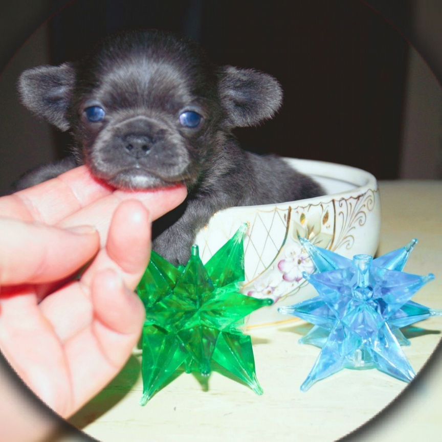 Шикарный голубой мальчик без белого