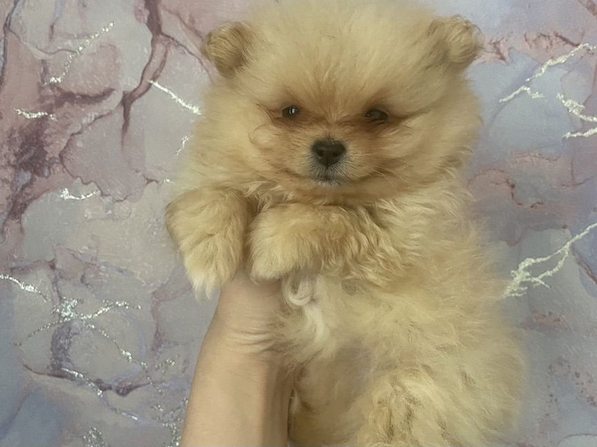 Шпиц девочка