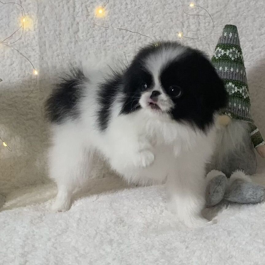 Японский хин, щенок