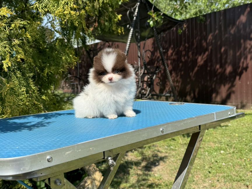 Белый шоколад