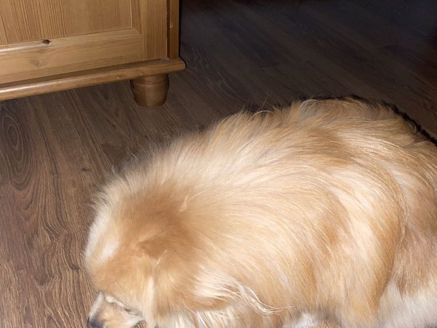 Немецкий шпиц девочка