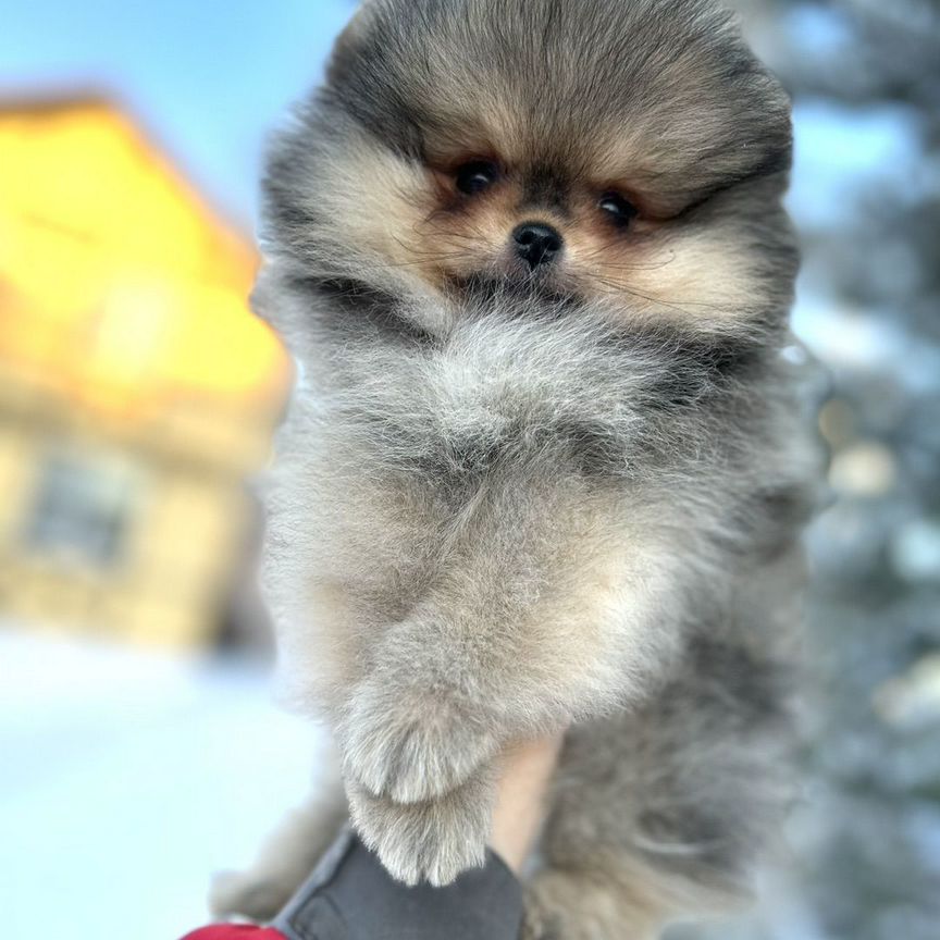 Померанский шпиц