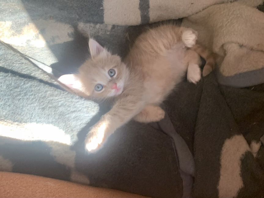 Котята сибирские ищут дом