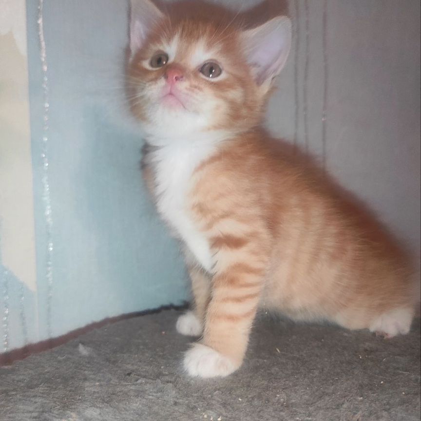 Котята