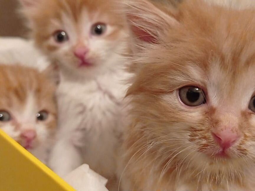 Котята рыжие 2 месяца