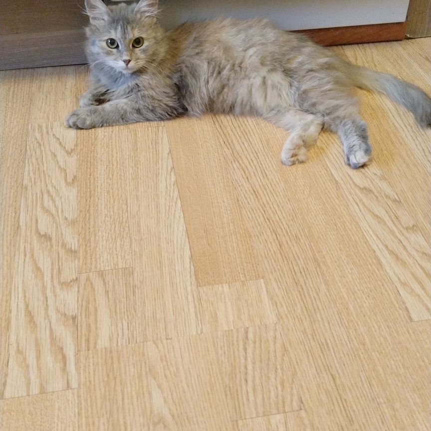 Кошки бесплатно