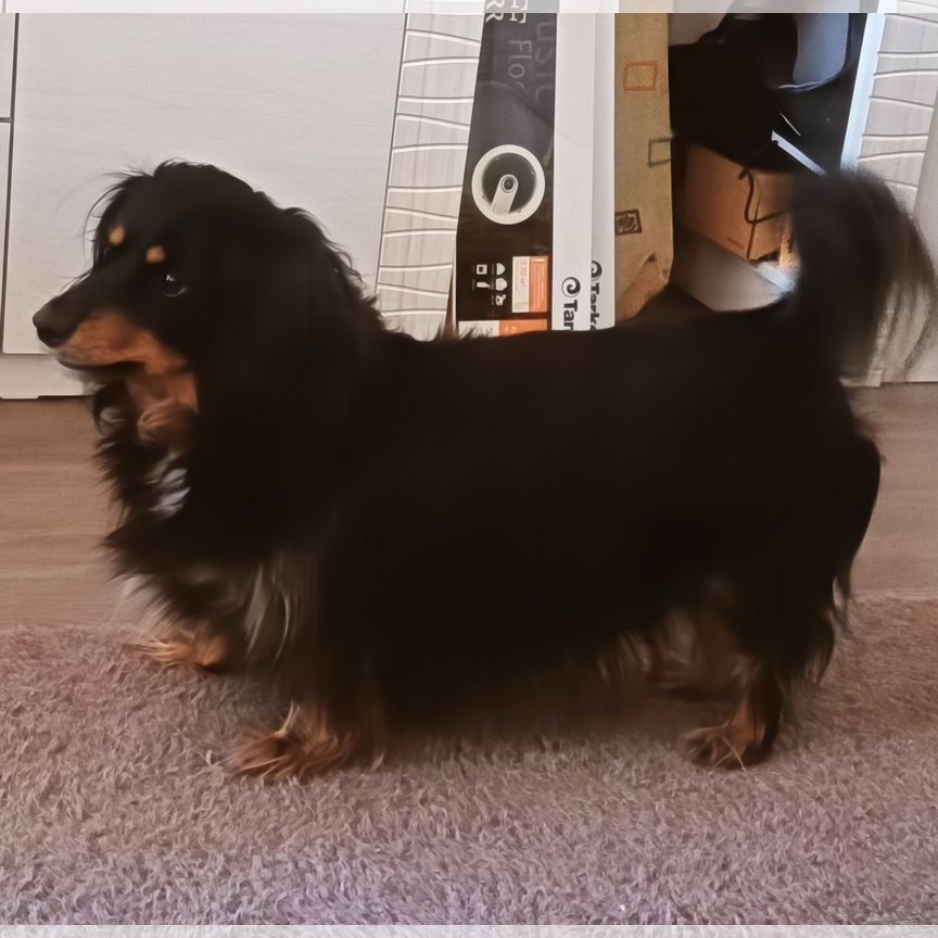 Такса, взрослый пёс