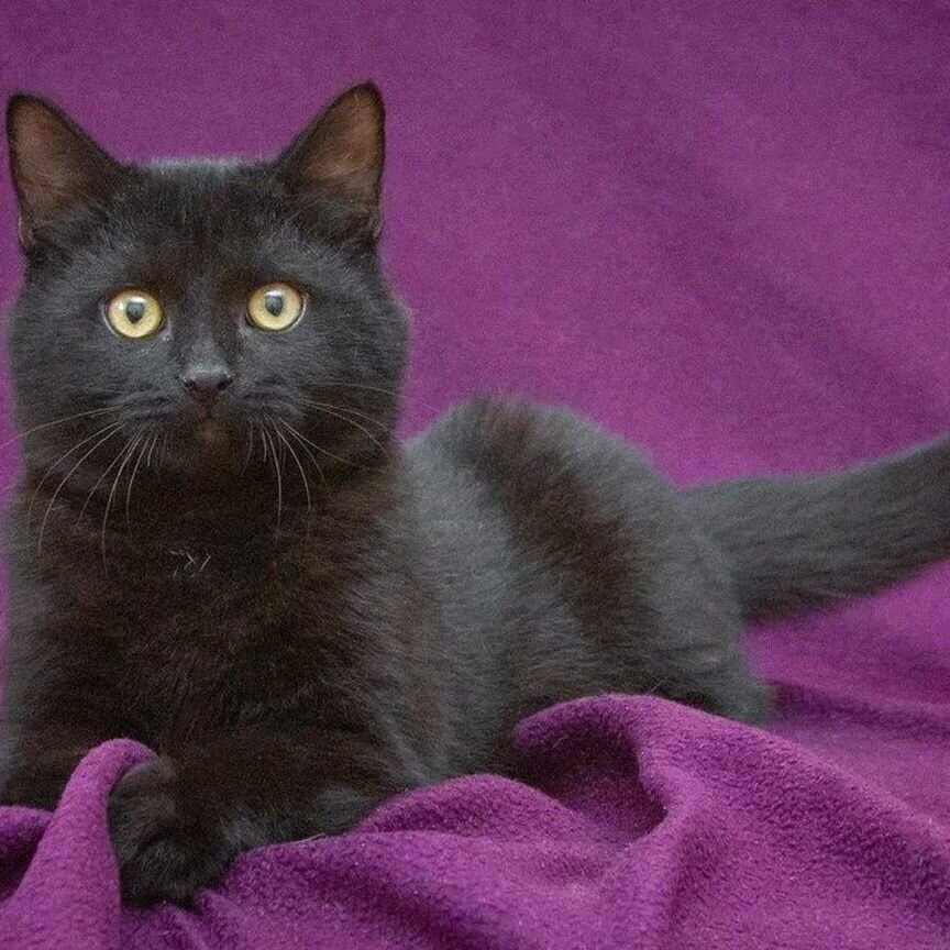 Котенок Маффин в дар бесплатно