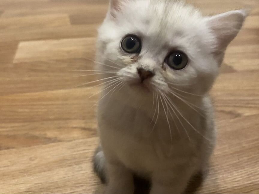Шотланский котенок