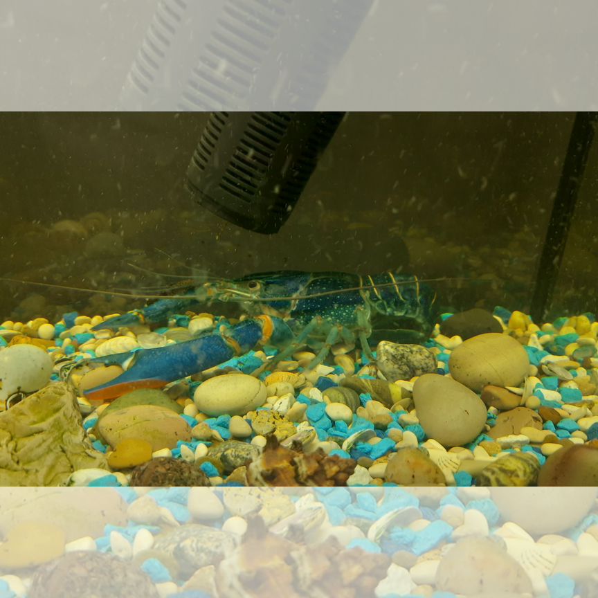 Аквариумный рак