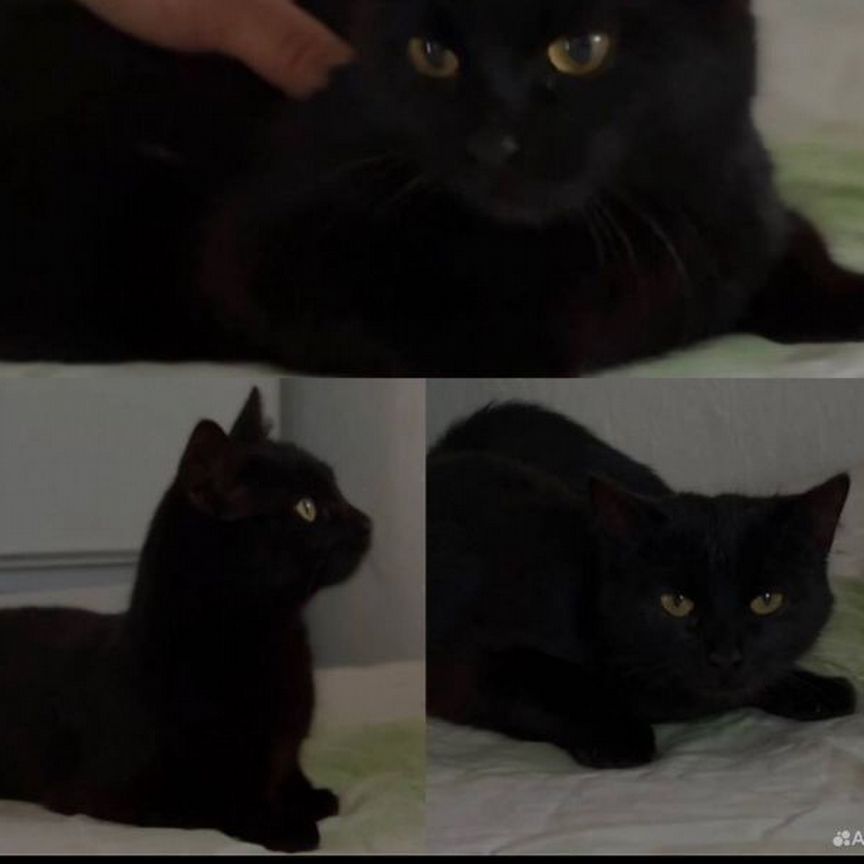 Взрослая кошка в добрые руки