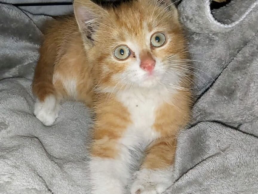 Котенок 2 месяца