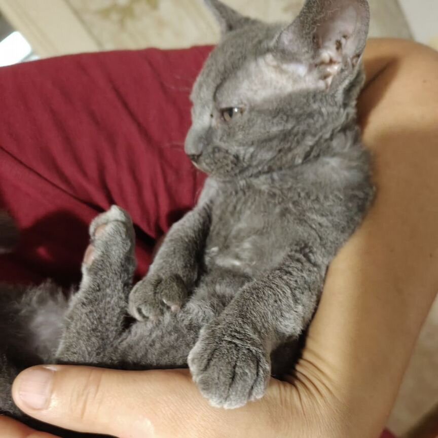 Кошечка