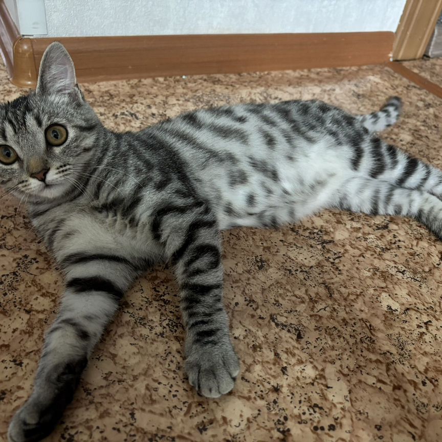 Котенок