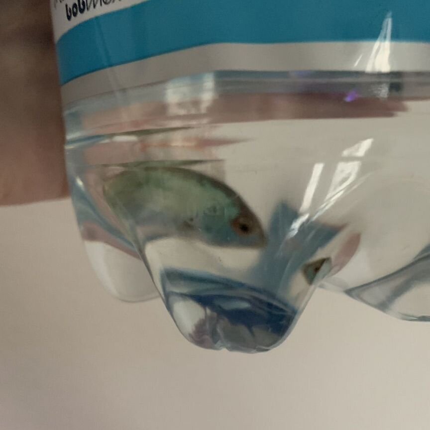 Рыбка аквариумная Нанакара бирюзовая